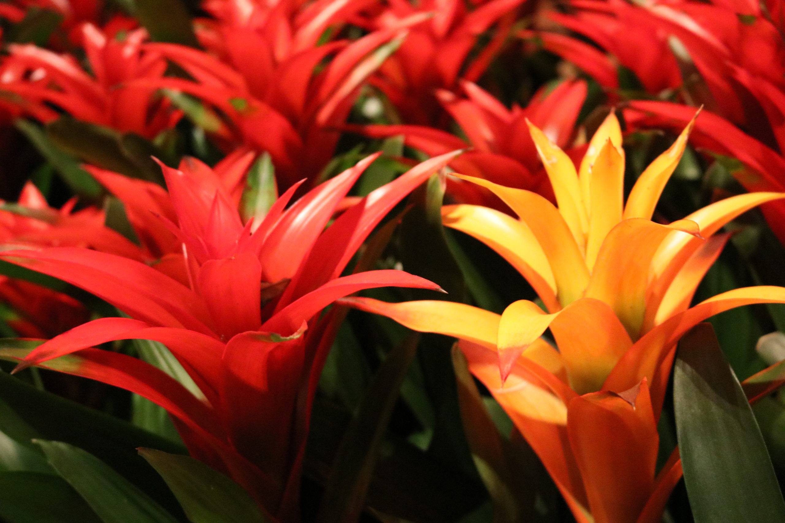 Gallery – Tesfa-House Psychotherapy & Consulting LLC