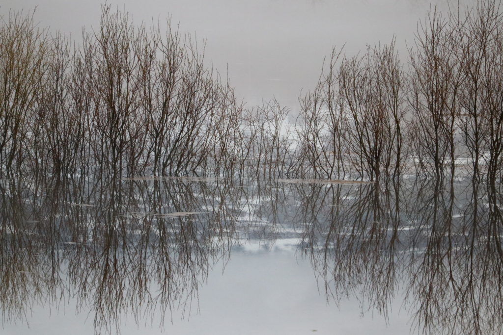 Tesfa-House Psychotherapy & Consulting LLC